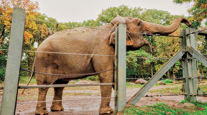 Should This Elephant Go Free?