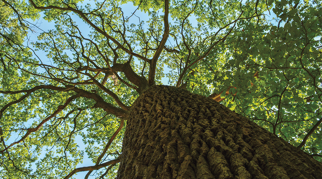 Whenever you see a tree