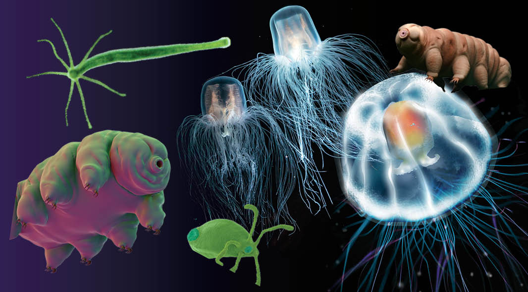 What Do These Creatures Have In Common?