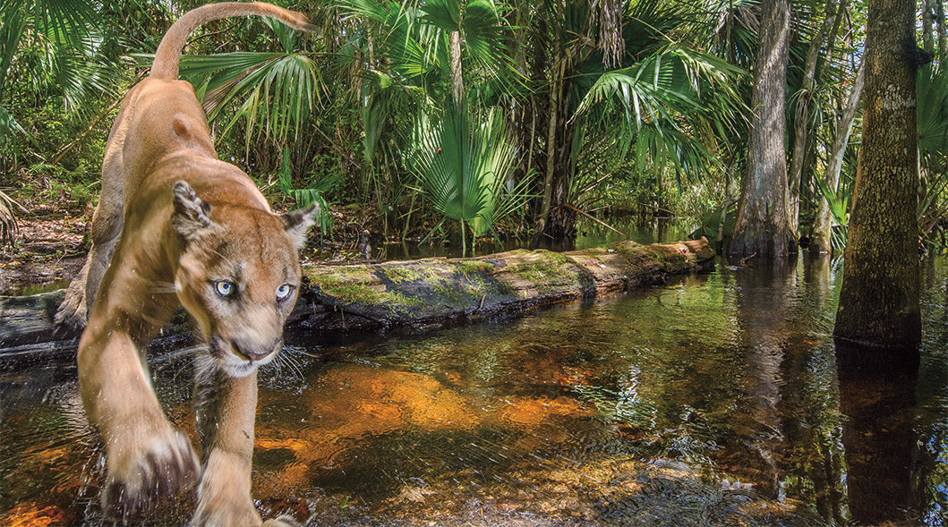 Return of the Ghost Cat